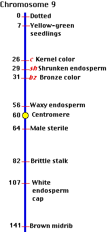 Solved Harriet Creighton and Barbara McClintock study * | Chegg.com