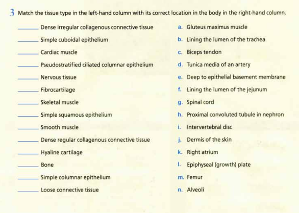 Solved 4 Fill in the blanks using your model and/or cadaver | Chegg.com
