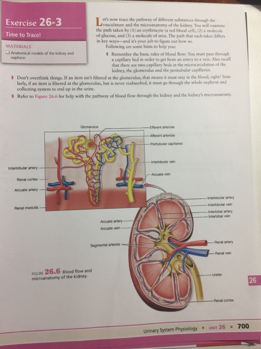 Solved et's now trace the pathway of different substances | Chegg.com