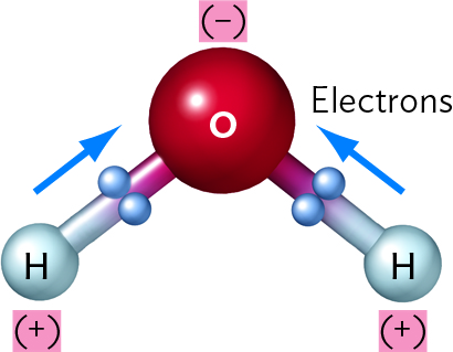 Solved The bonds within the molecule shown represent | Chegg.com