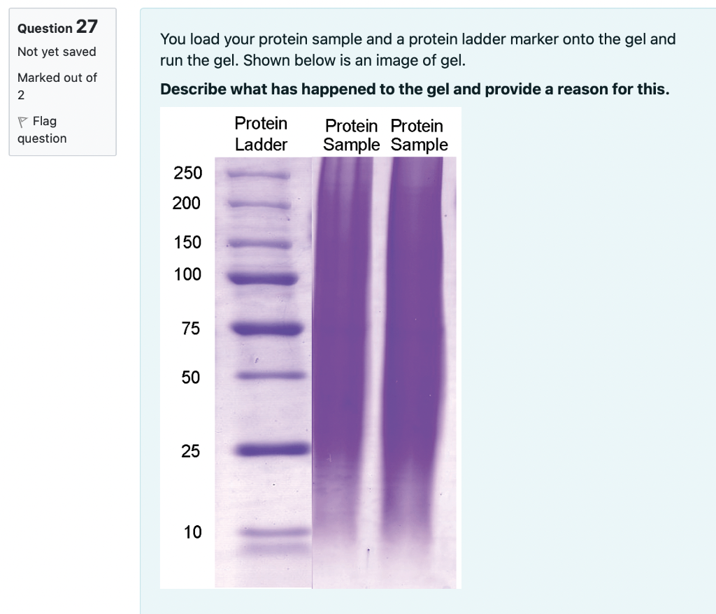 Solved You load your protein sample and a protein ladder | Chegg.com