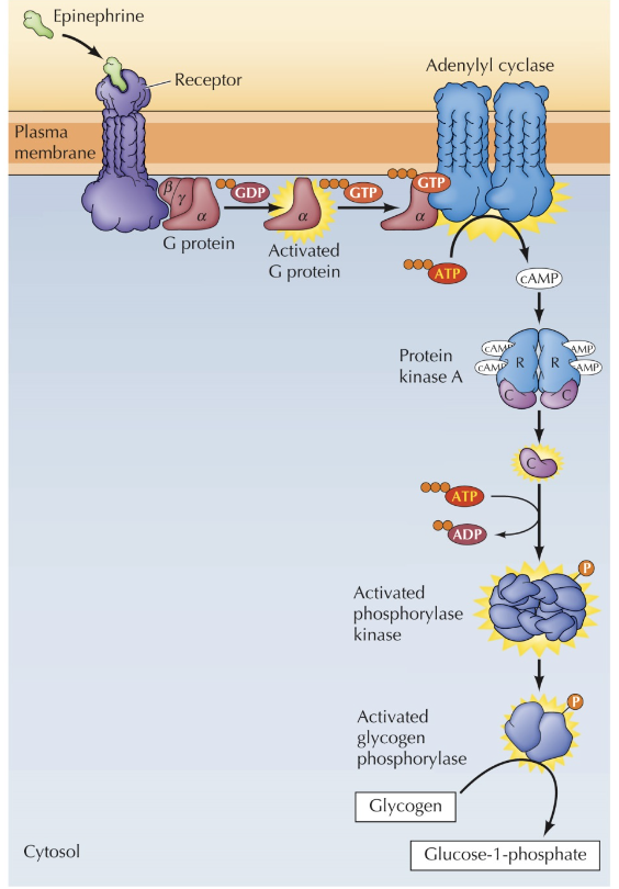 Solved 2. The first discovered cAMP-dependent pathway was | Chegg.com