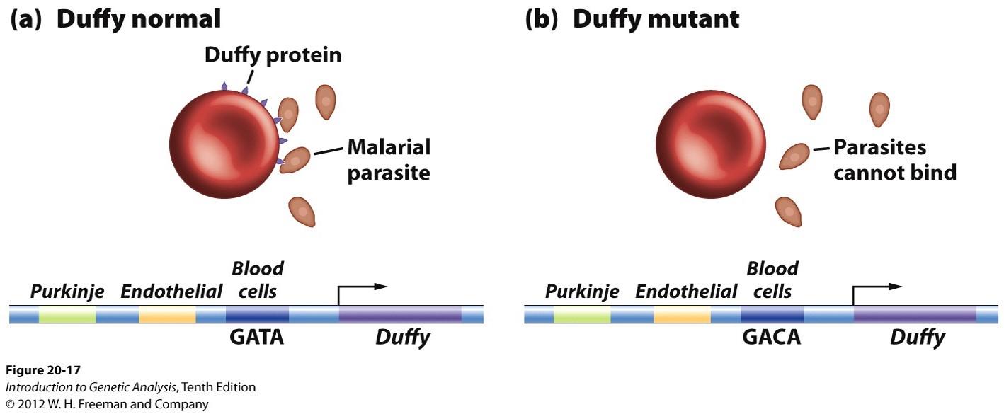 Solved 1. Indicate the number, and the cell specificity, of | Chegg.com