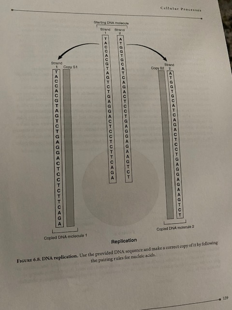 Solved 6 DNA REPLICATION In preparation for cellular | Chegg.com