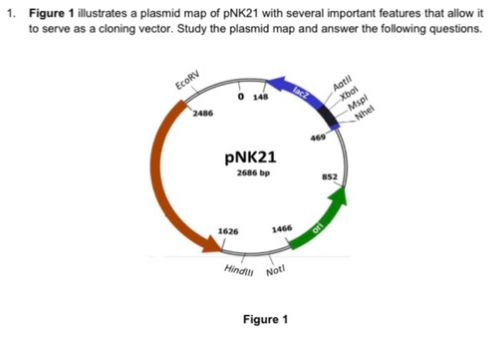 Solved 1. Figure 1 illustrates a plasmid map of PNK21 with | Chegg.com