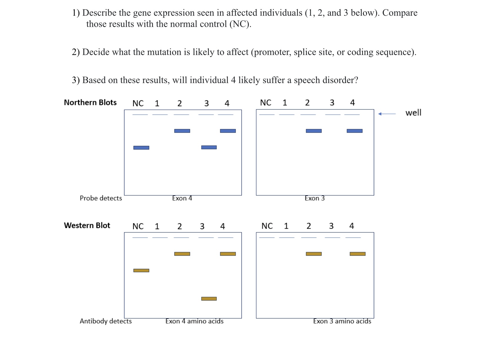 Solved 4. Individuals who have mutations to their FOXP2 gene | Chegg.com