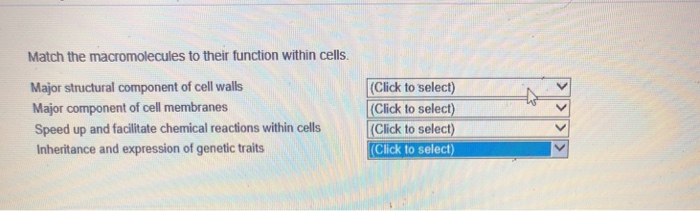 Solved Match the macromolecules to their function within | Chegg.com