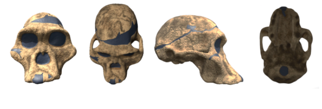 Solved The skull pictured below is a | Chegg.com