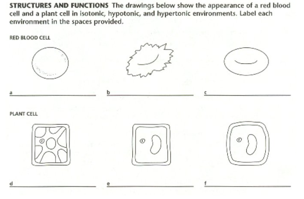 Solved STRUCTURES AND FUNCTIONS The drawings below show the | Chegg.com