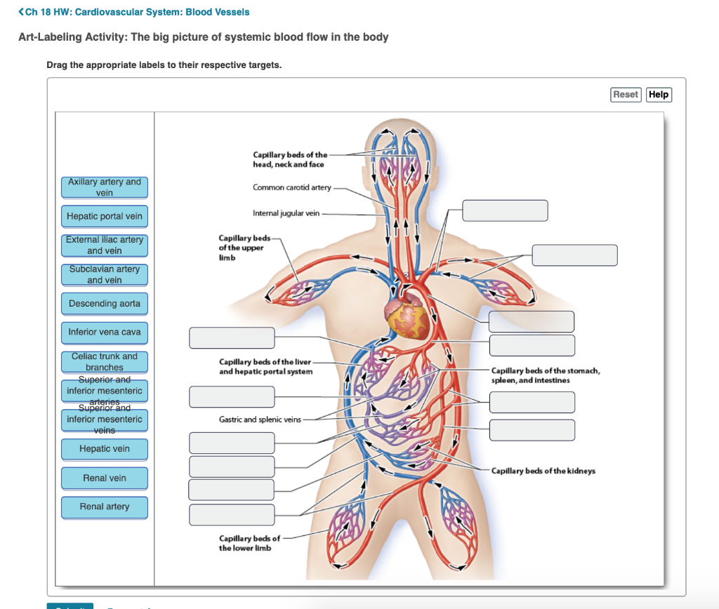 Solved Ch 18 HW: Cardiovascular System: Blood Vessels | Chegg.com