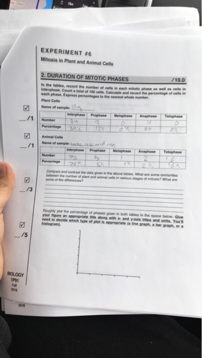 EXPERIMENT #6 Mitosis in Plant and Animal Cells 2. | Chegg.com