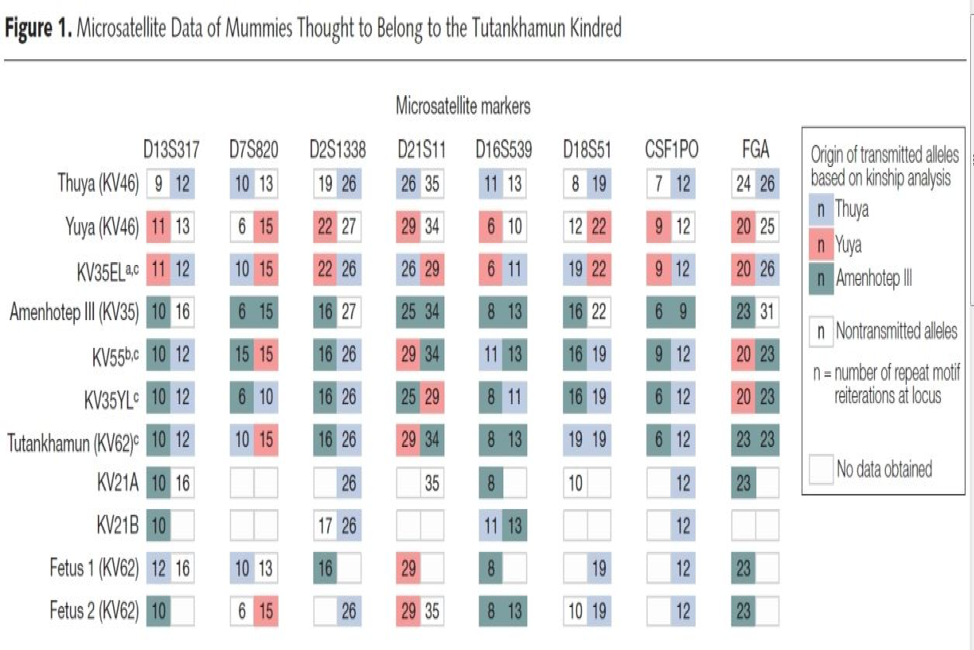 Solved Figure 1. Microsatellite Data of Mummies Thought to | Chegg.com