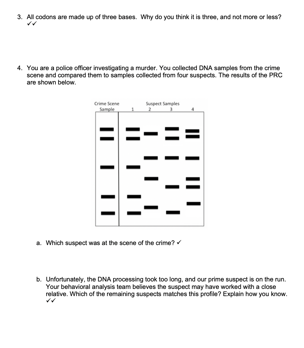 Solved 3. All codons are made up of three bases. Why do you | Chegg.com