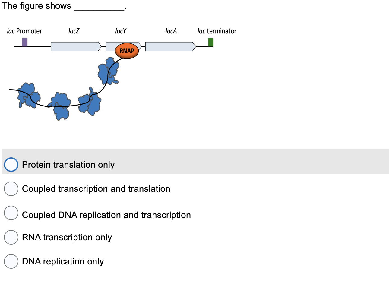 Solved The figure shows Protein translation only Coupled | Chegg.com
