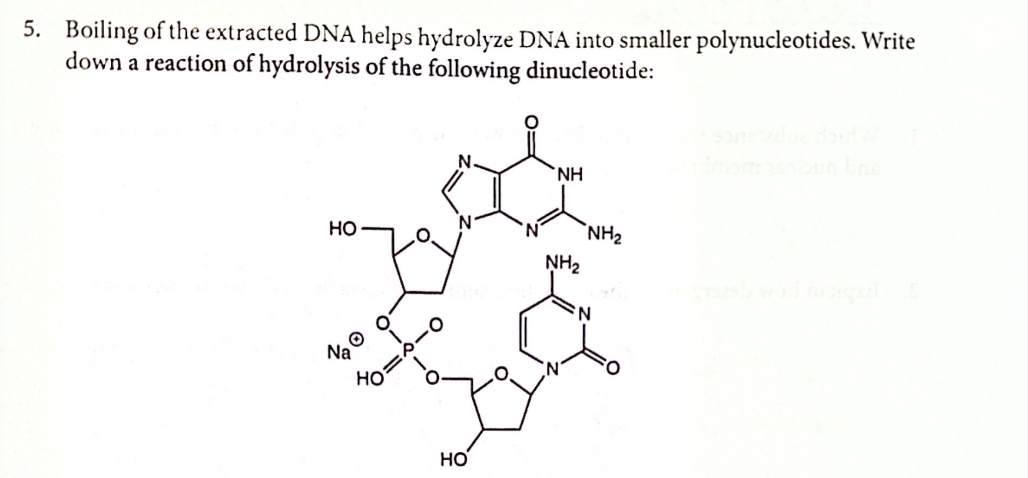 Solved 5. Boiling of the extracted DNA helps hydrolyze DNA | Chegg.com