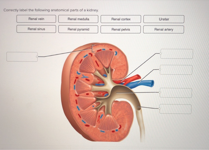 Solved Correctly Label The Following Components Of The ... Solved Correctly Label The Following Components Of The ...