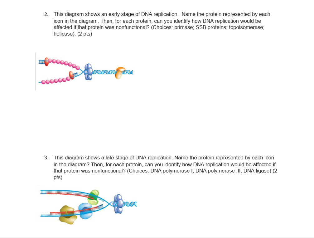 [Solved]: 2. This diagram shows an early stage of DNA repli