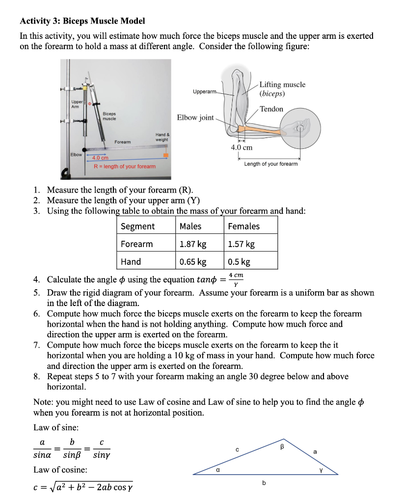 Activity 3: Biceps Muscle Model In this activity, you | Chegg.com