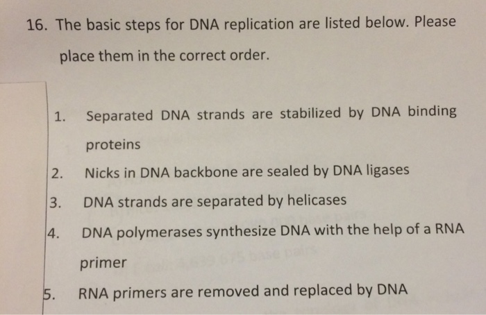 Solved The basic steps for DNA replication are listed below. | Chegg.com