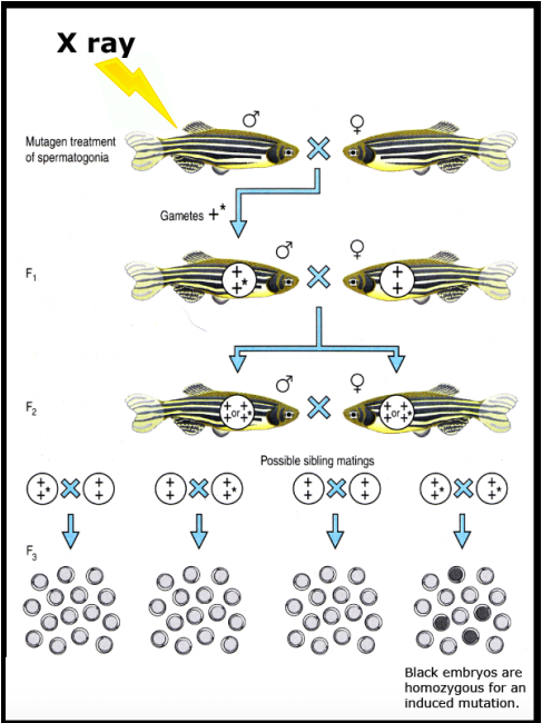 Solved 4. Genetic screens Geneticists use the F3 screen (see | Chegg.com