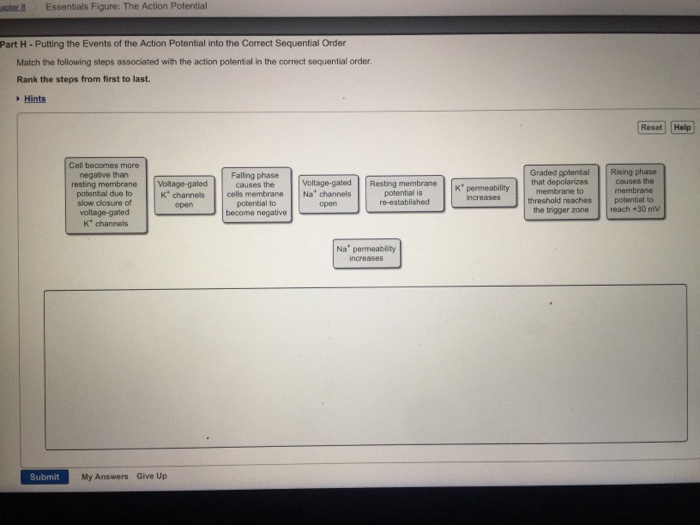 Solved Putting the Events of the Action Potential into the | Chegg.com