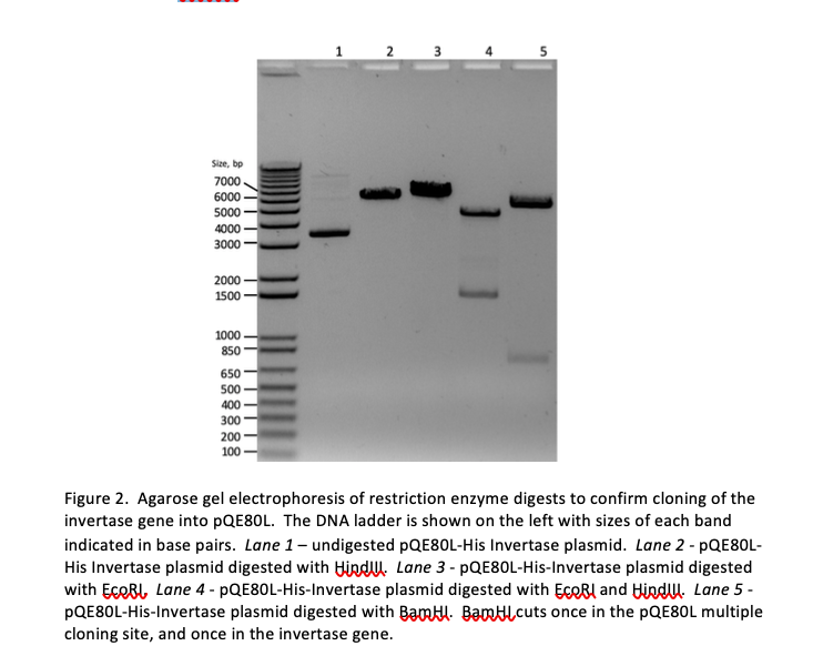 Solved You are using restriction enzyme cloning to clone the | Chegg.com