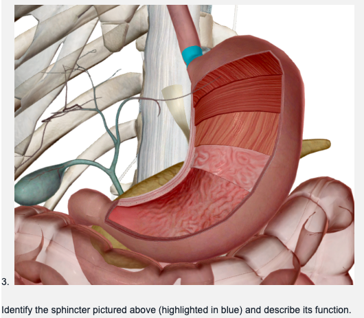 Solved 3. Identify the sphincter pictured above (highlighted | Chegg.com