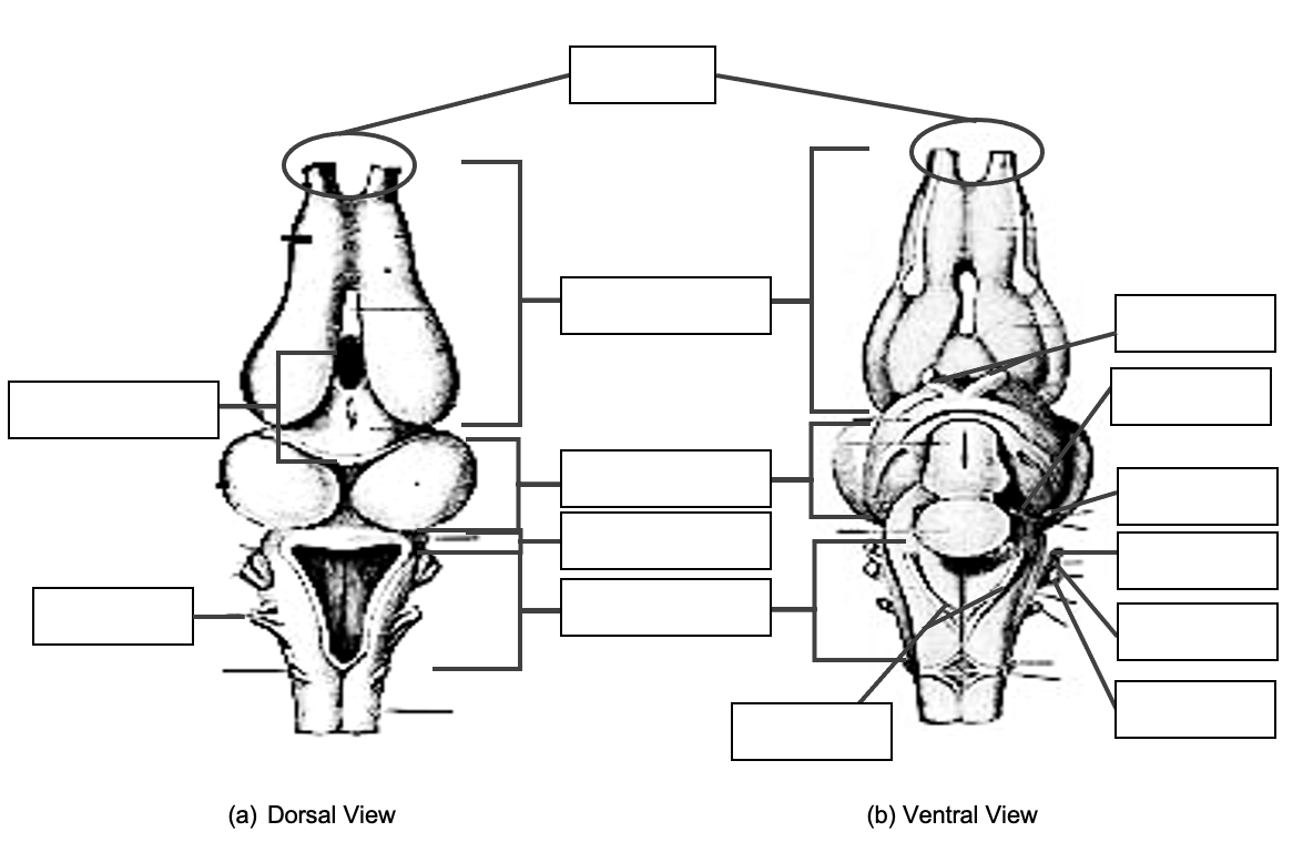 Solved Label the boxes of the brain and the cranial nerves | Chegg.com