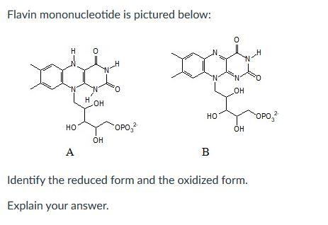 Solved Flavin mononucleotide is pictured below: Identify the | Chegg.com