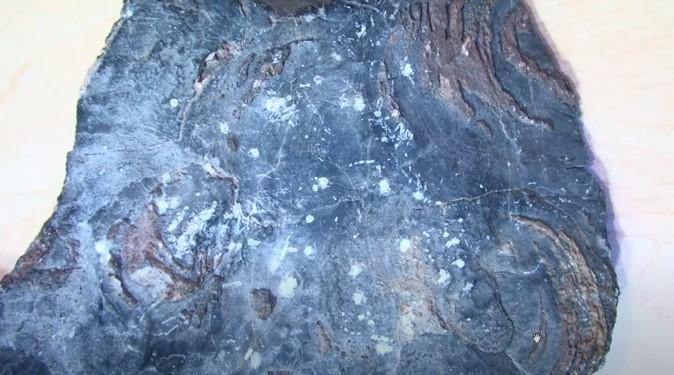 Solved Fossil Identification Common Name: Geologic | Chegg.com