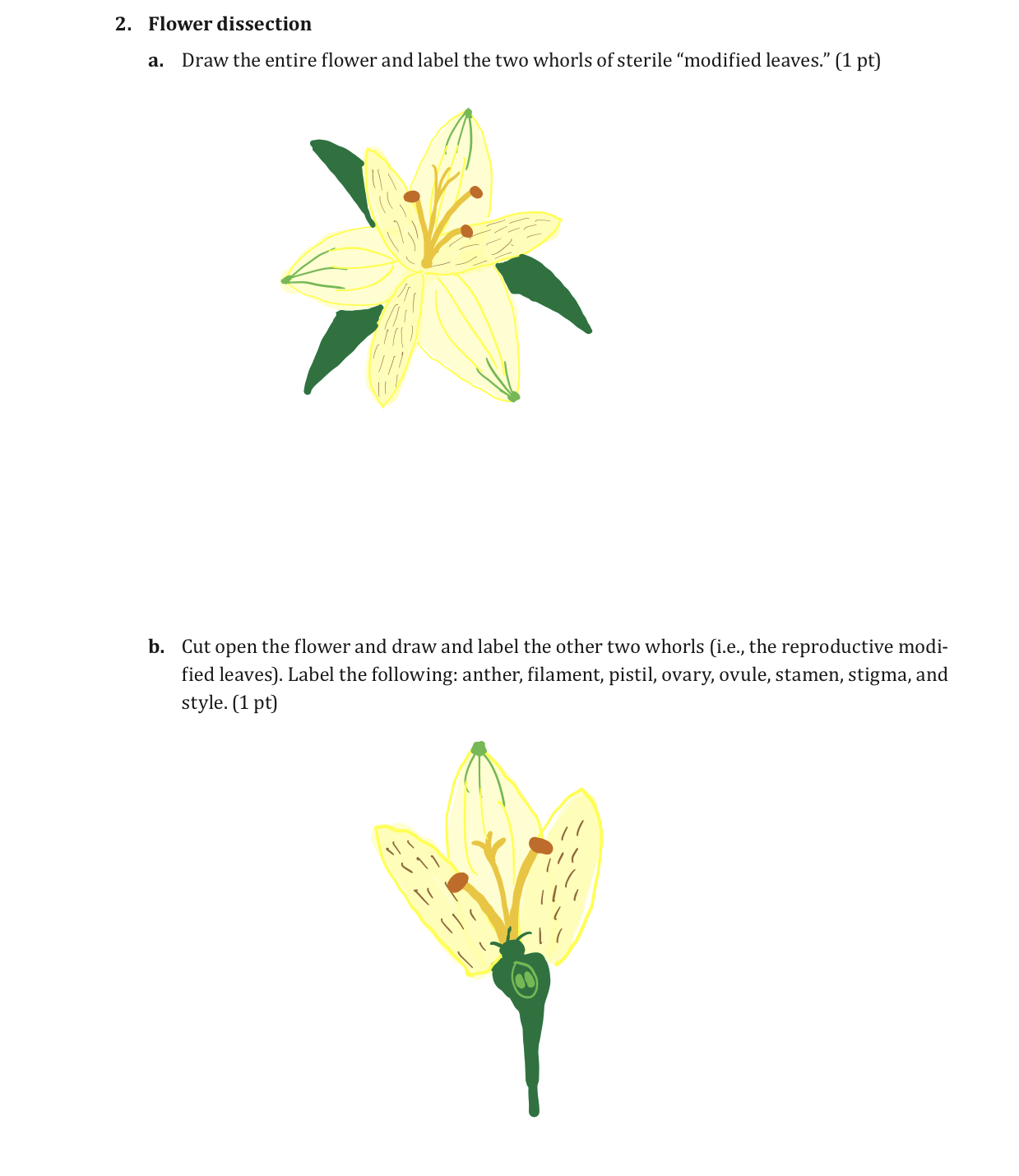 Solved 2. Flower dissection a. Draw the entire flower and | Chegg.com