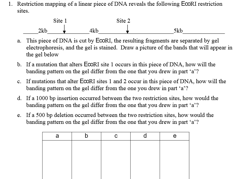 Solved 1. Restriction mapping of a linear piece of DNA | Chegg.com
