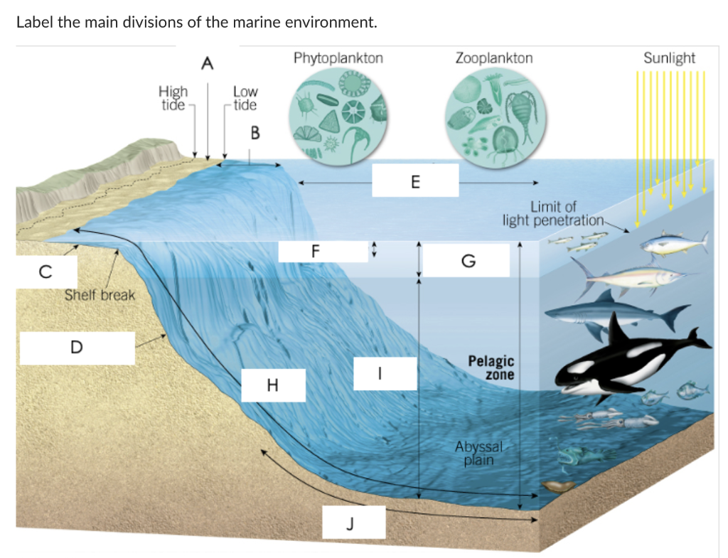 Solved Label the main divisions of the marine environment. | Chegg.com