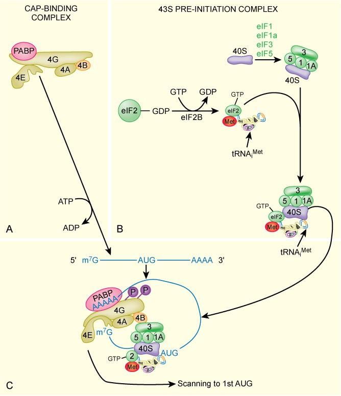 Solved Initiating translation is a complicated process an | Chegg.com