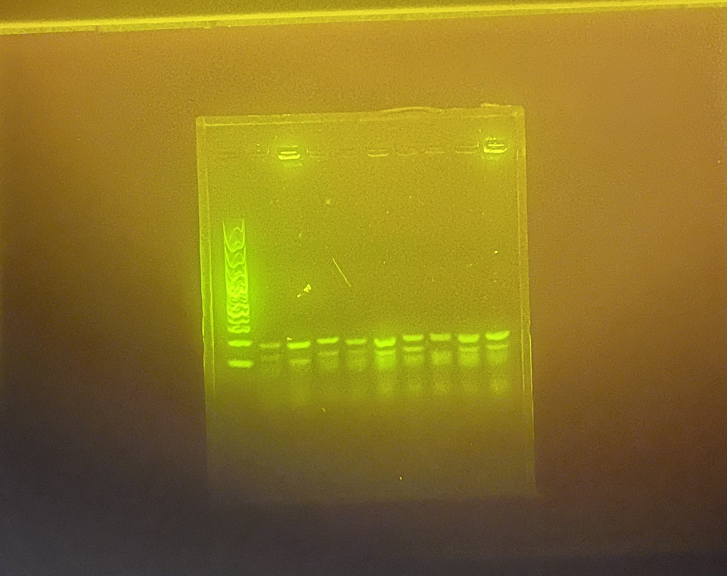 Solved Measure the distance (in cm) from the front edge of | Chegg.com