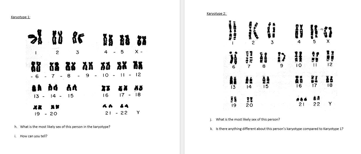Solved Karyotype 2: Karyotype 1: I !8 86 det 4 5 х 1 2 3 4 - | Chegg.com