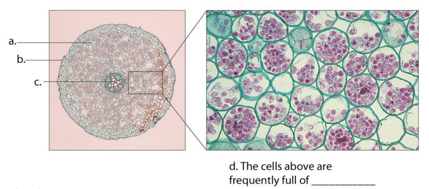Solved Biology Question: Identify a through d of the cross | Chegg.com