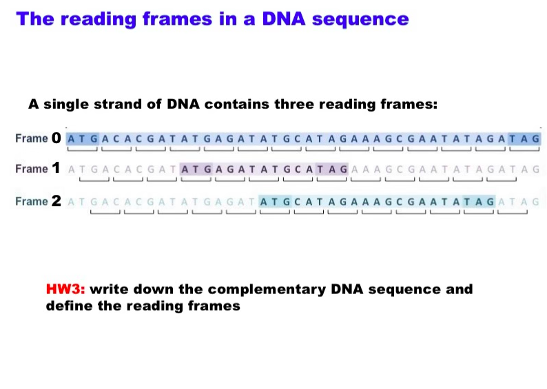 Solved Write down the complementary DNA sequence and define | Chegg.com