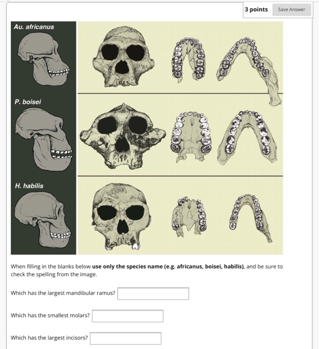 Solved 3 points Save Answer Au. africanus P. boisei H. | Chegg.com
