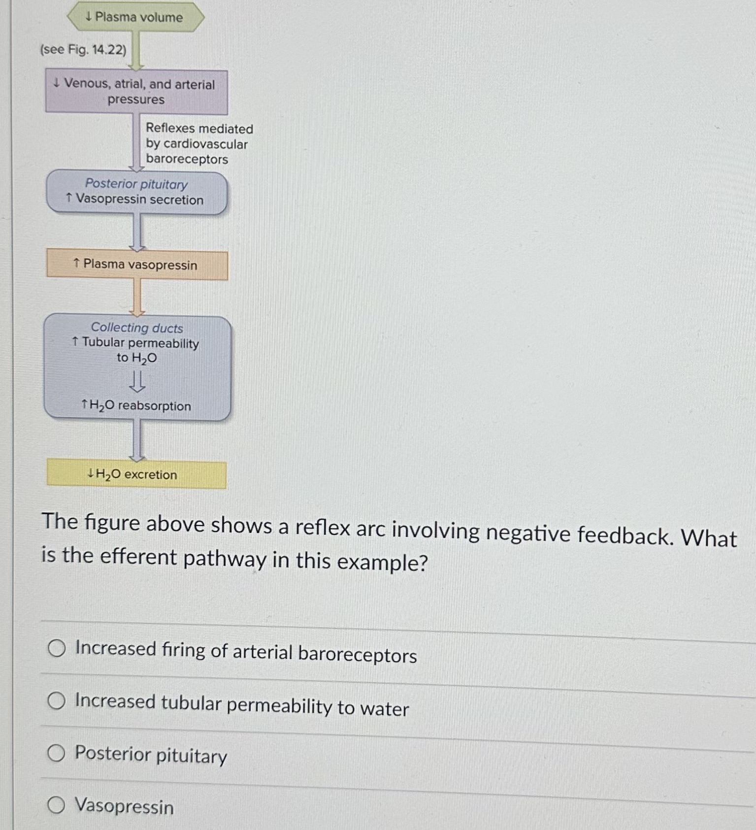 Solved The figure above shows a reflex arc involving | Chegg.com