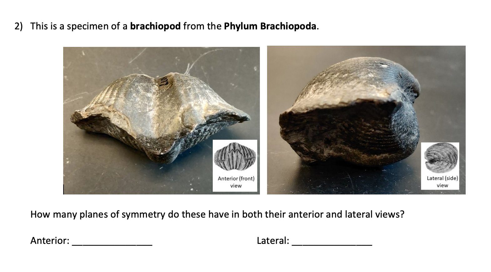 Solved 2) This is a specimen of a brachiopod from the Phylum | Chegg.com