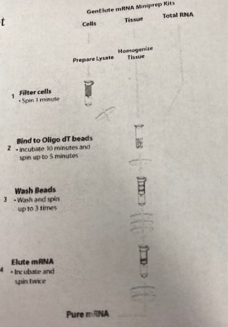 Solved GenElute mRNA Miniprep Kits Total RNA t Tissue Cells | Chegg.com