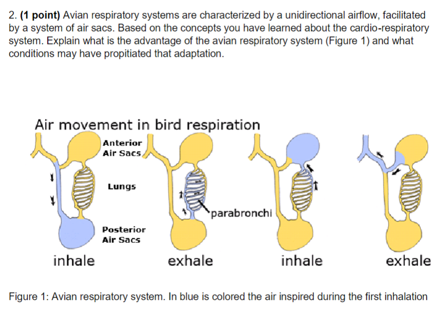 Solved 2. (1 point) Avian respiratory systems are | Chegg.com