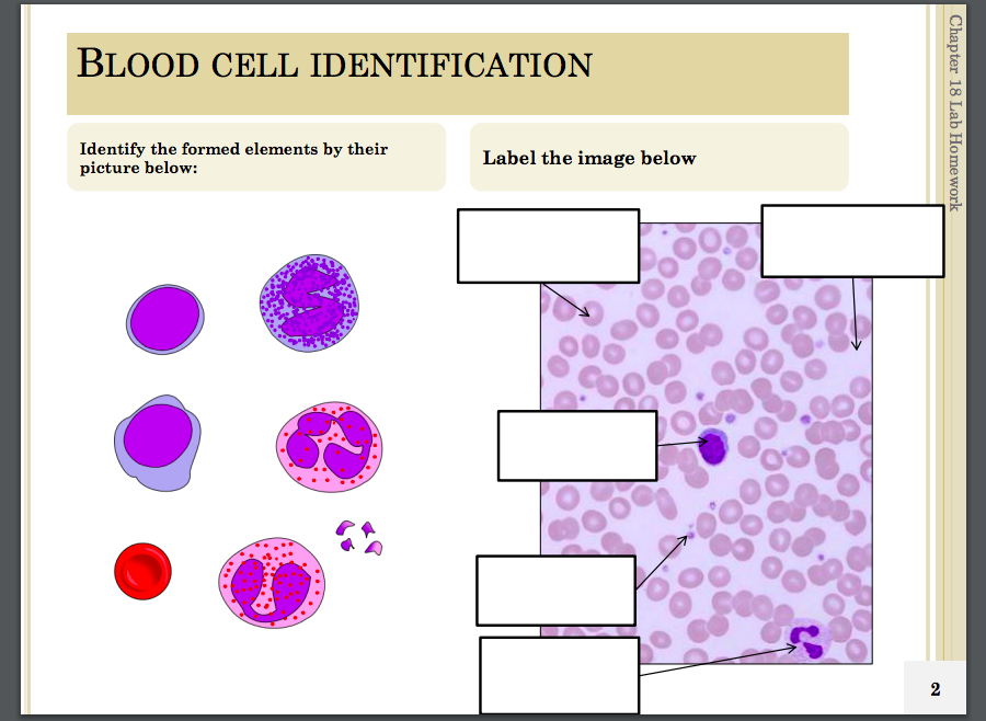 Solved BLOOD CELL IDENTIFICATION Identify the formed | Chegg.com