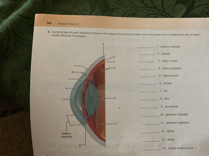 Solved 360 Review Sheet 23 structure in the diagram by | Chegg.com