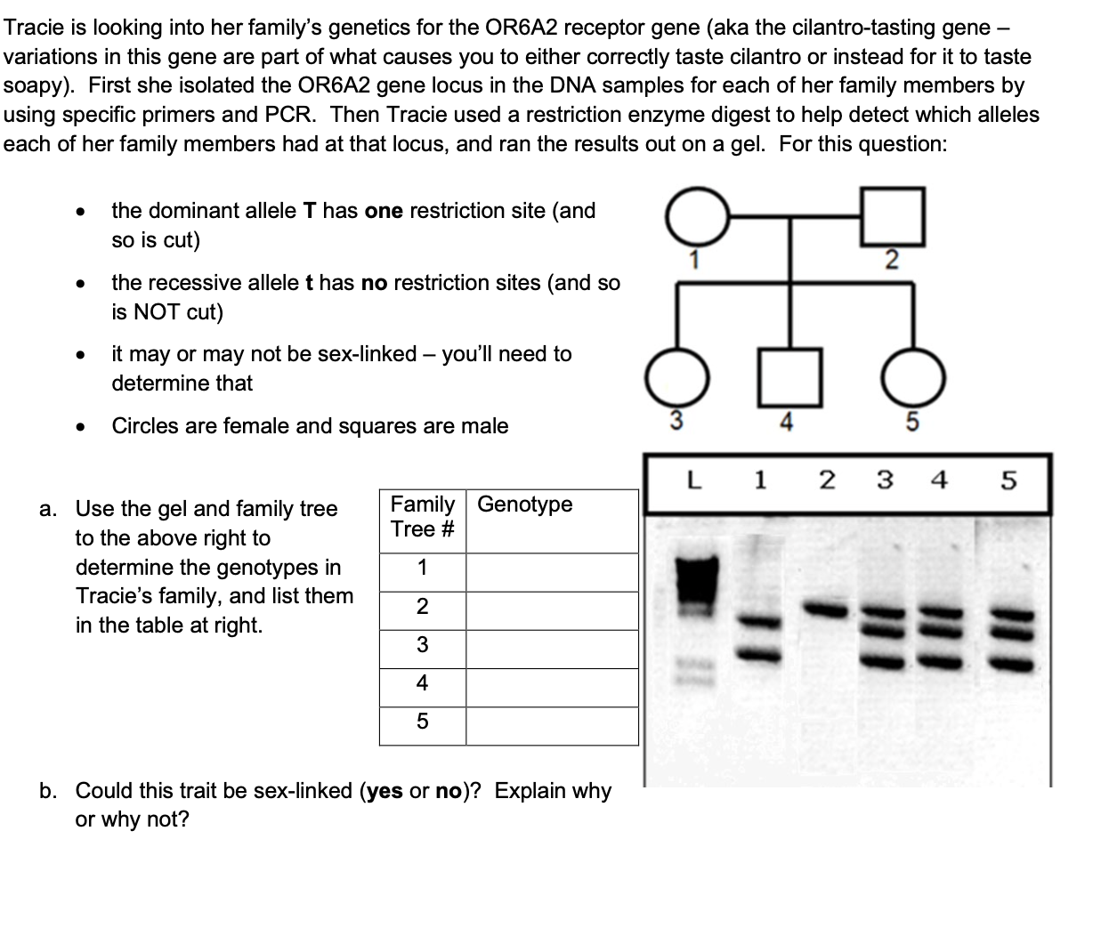 Solved Tracie is looking into her family's genetics for the | Chegg.com