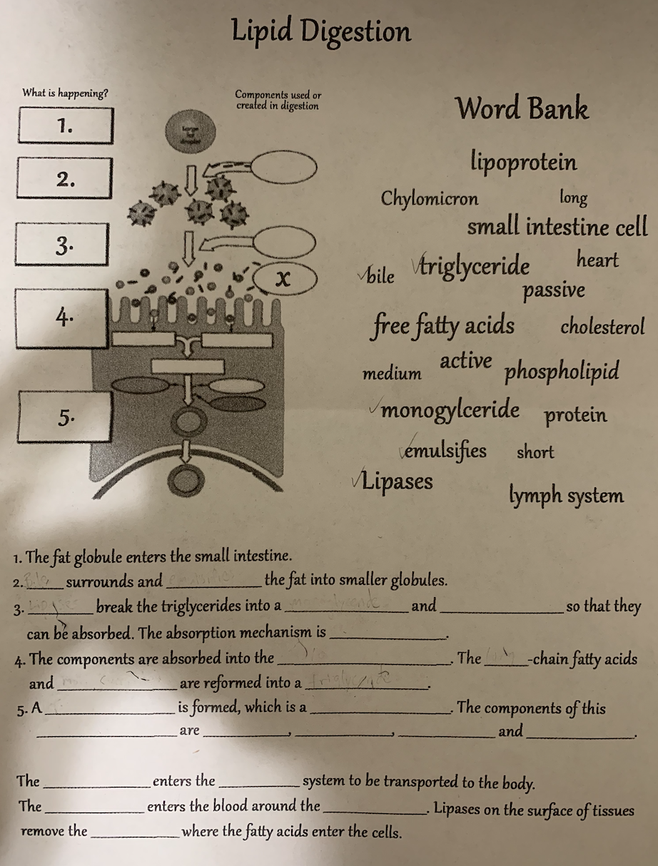 Solved Lipid Digestion What is happening? Components used or | Chegg.com
