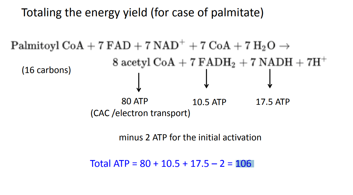 Solved Totaling the energy yield (for case of palmitate) | Chegg.com