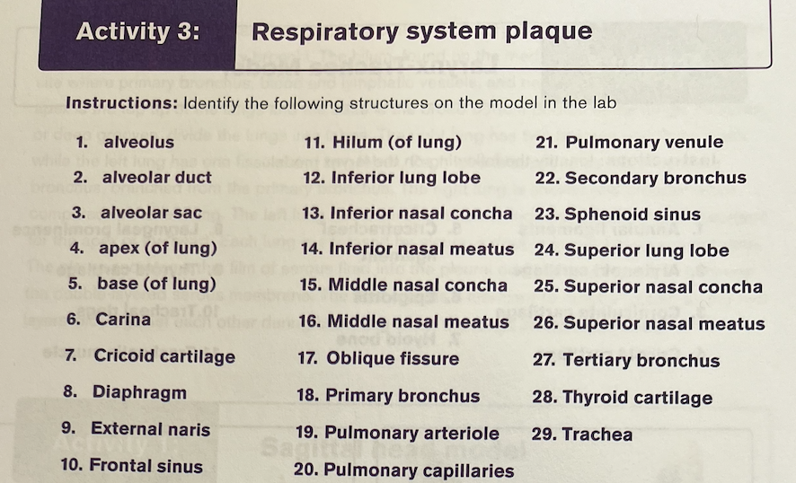 Activity 3: Respiratory system plaque Instructions: | Chegg.com
