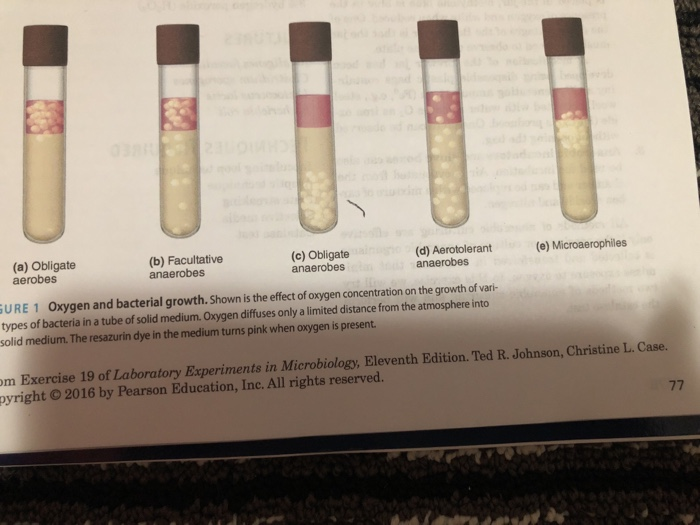 Solved ) Explain why the growth is spread evenly in the | Chegg.com